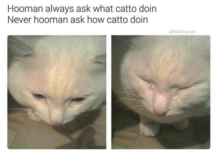 Poor catto... :( - 9GAG