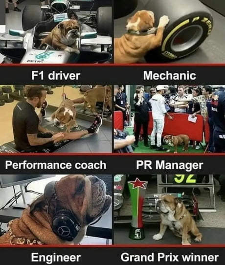 Bulldog Dank Memes Allergic To Tap Water Meme: French Bulldog Puppy