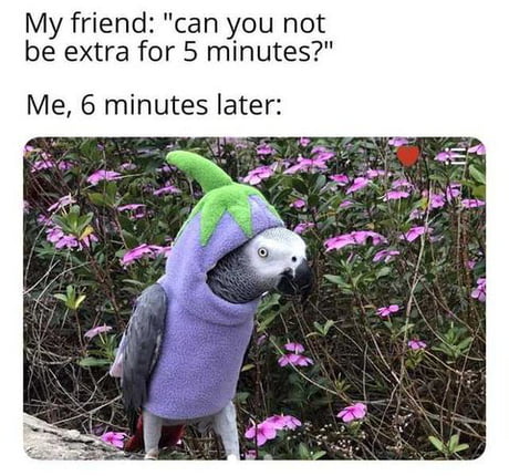 Best Funny parrot Memes - 9GAG