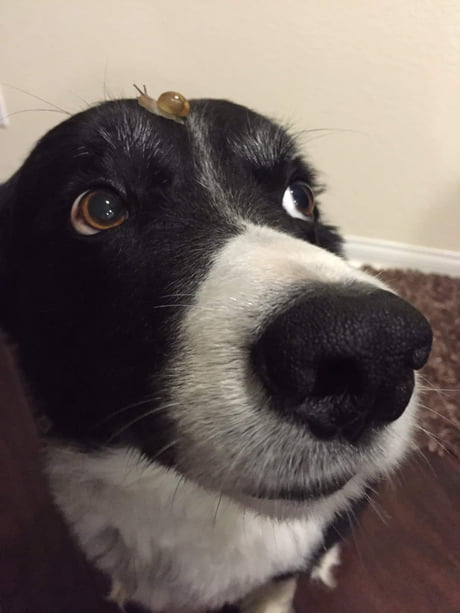 Nathan Mercer - 9GAG