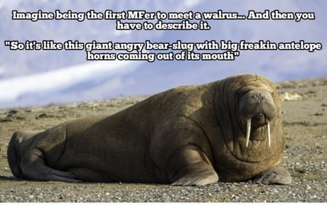 Best Funny walrus Memes - 9GAG