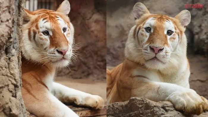 Meet Eva. She is a tiger from Chiang Mai Zoo, Thailand. - 9GAG