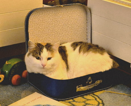 Best Funny suitcase Memes - 9GAG
