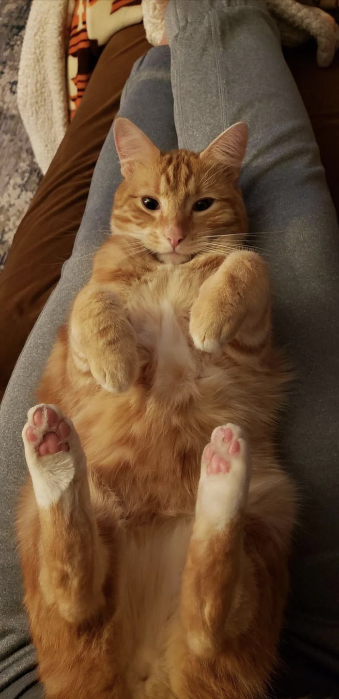 The Glorious Orange Cat - 9GAG