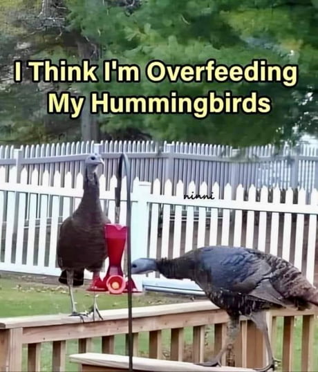 Best Funny bird Memes - 9GAG