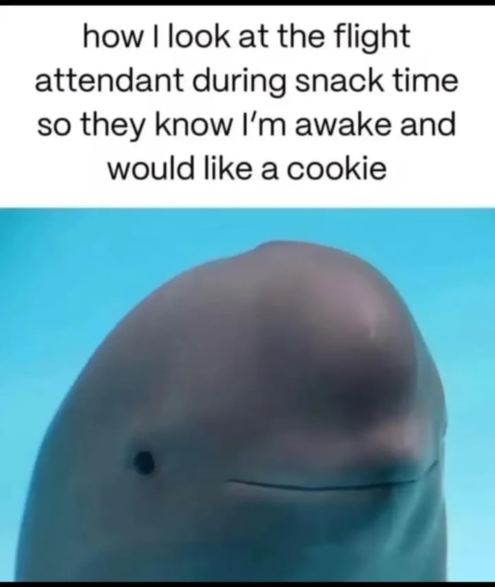 That longing look when snacks are life. - 9GAG