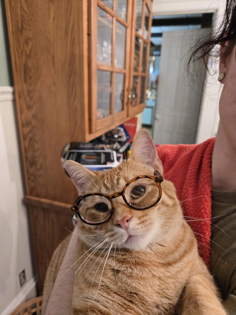 Best Funny orange cats Memes - 9GAG