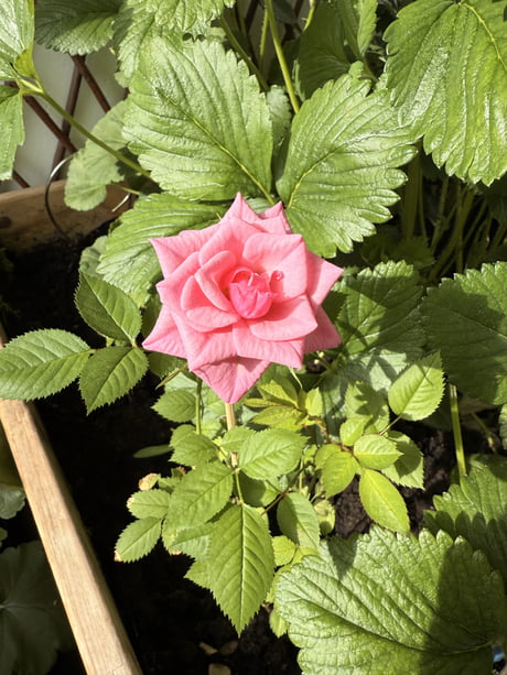 Best Funny rose Memes - 9GAG