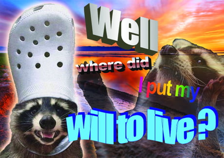 Best Funny trash panda Memes - 9GAG