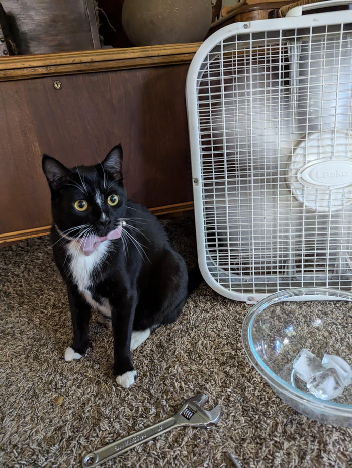 HVAC Professional (Heating, Ventilation Air-conditioning Cat). - 9GAG