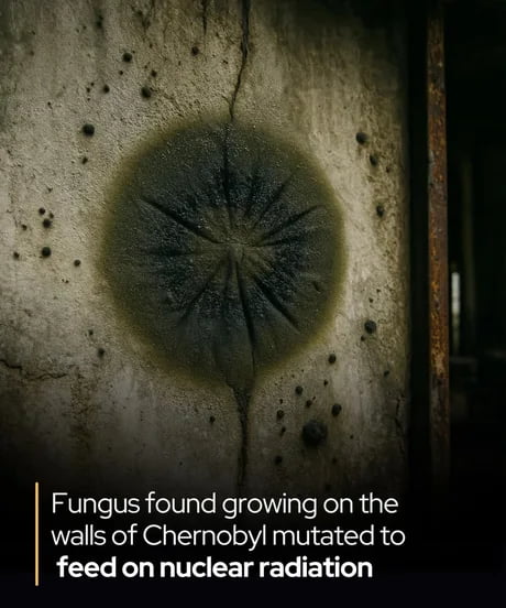 Best Funny radiation Memes - 9GAG