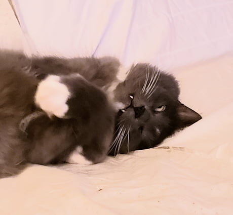 Best Funny fang Memes - 9GAG