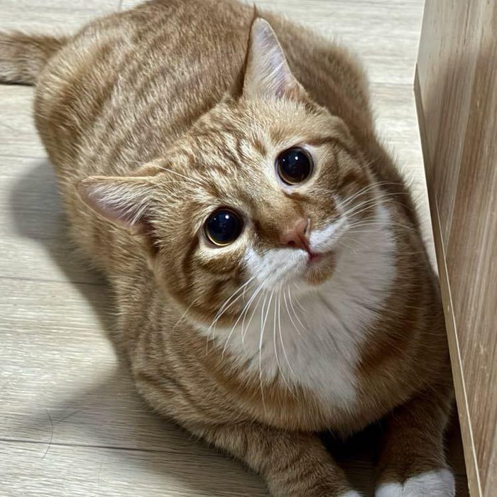 Why do you look so pitiful? - 9GAG