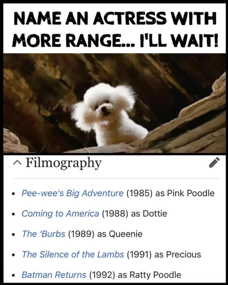 Funny Poodle Memes