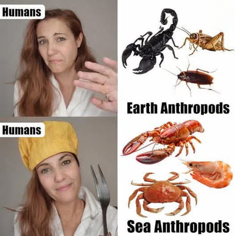 Funny Seafood Memes