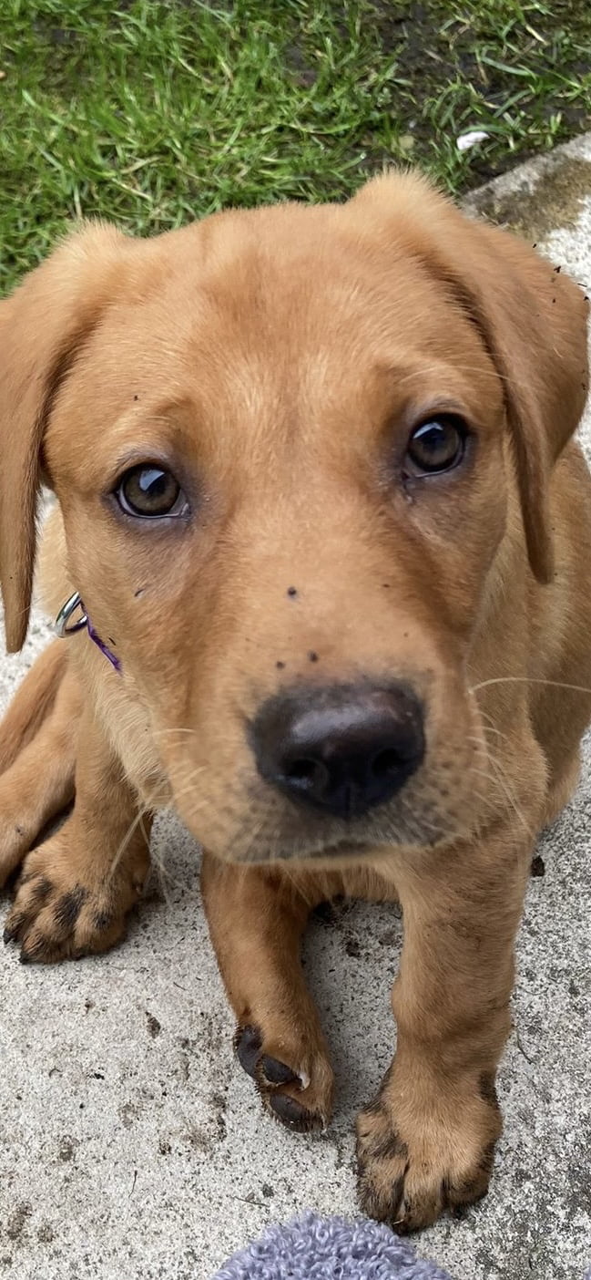 Too many new cat posts. Heres my new pupper for balance - 9GAG