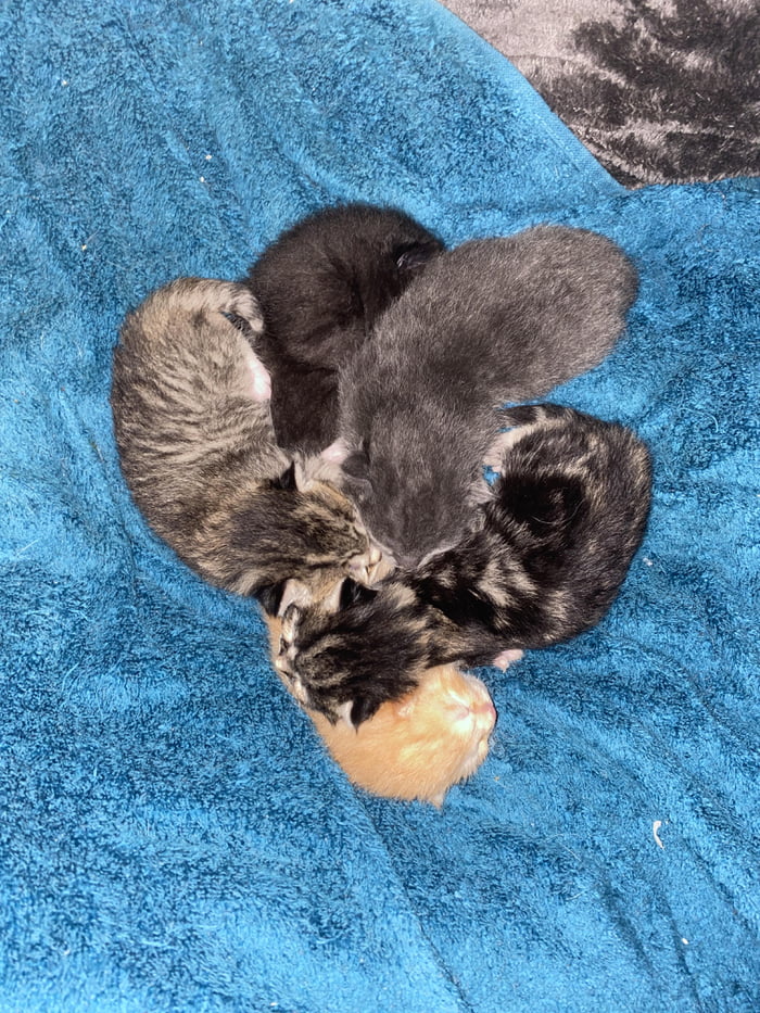 Reports indicate the recent discovery of a sleeper cell - 9GAG