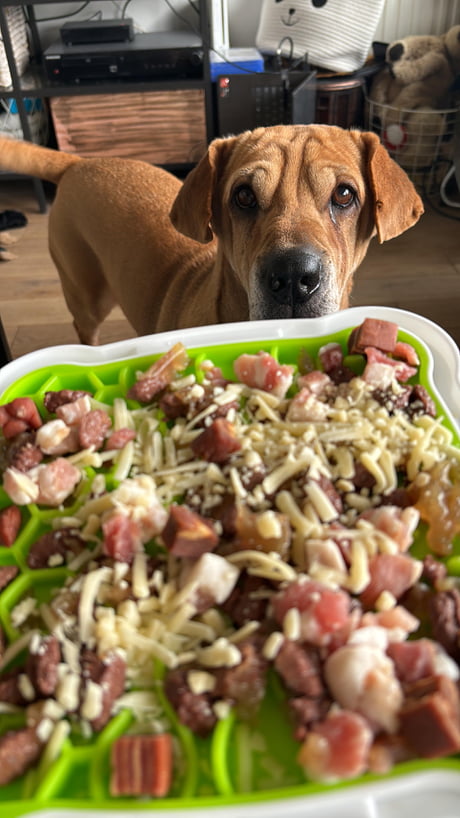 30+ Doggo Memes, GIFs, Videos and more