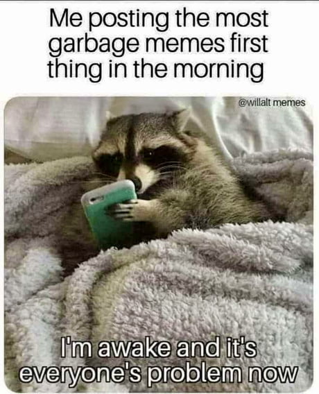 Good Morning Raccoon Memes