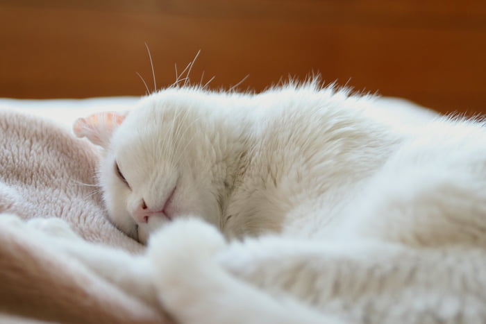 Nobiko, Internet's Famous Long Cat, Dies At Age 18 - 9GAG