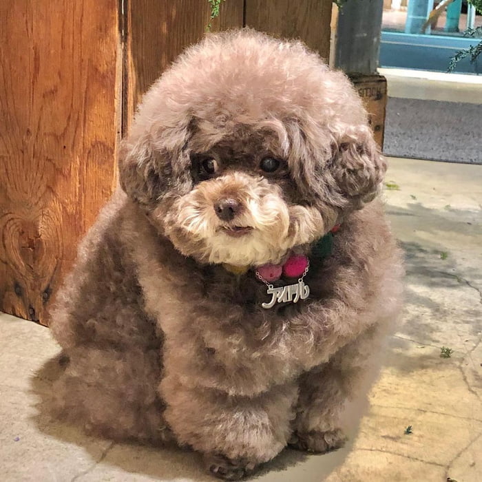 Kokoro, The Fluffy Poodle From Japan, Has Passed Away - 9GAG