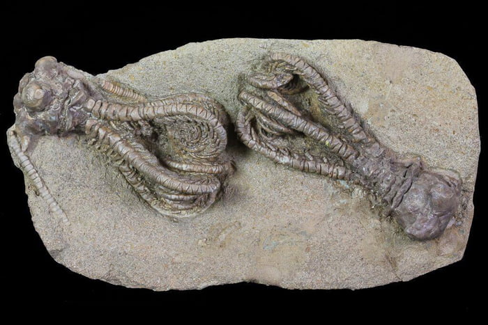 A closeup of Jimbacrinus bostocki, a Crinoid from the Permian of ...