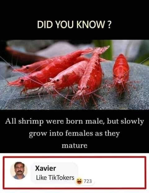 Shrimp people - 9GAG