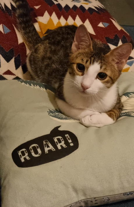 Raaaaaarrrrwwww - 9GAG