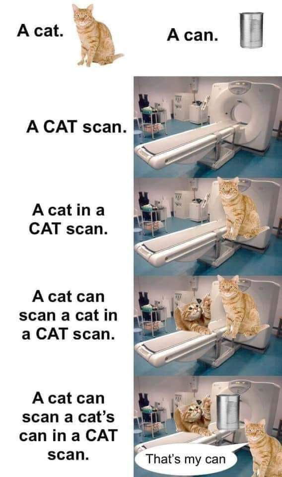 But a cat can't scan a can in a cat scan - 9GAG