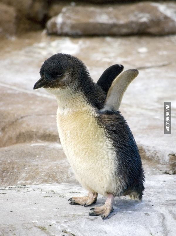 Baby Penguin: I believe I can fly! - 9GAG