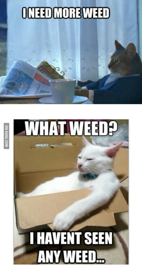 Weed Cat Memes