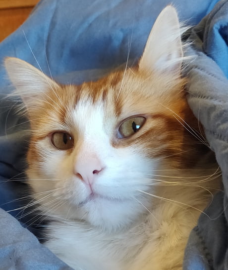 Best Funny cheebs Memes - 9GAG