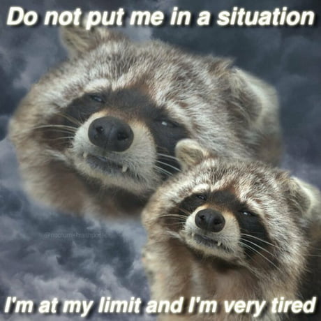 Best Funny raccoon Memes - 9GAG