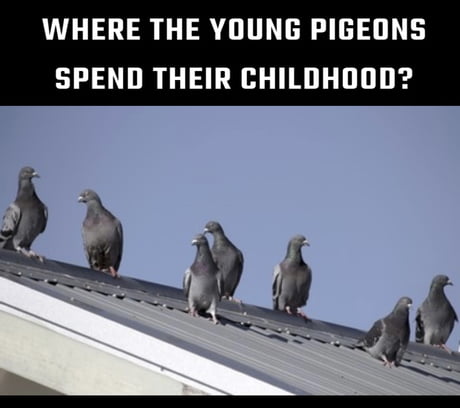 Best Funny pigeon Memes - 9GAG