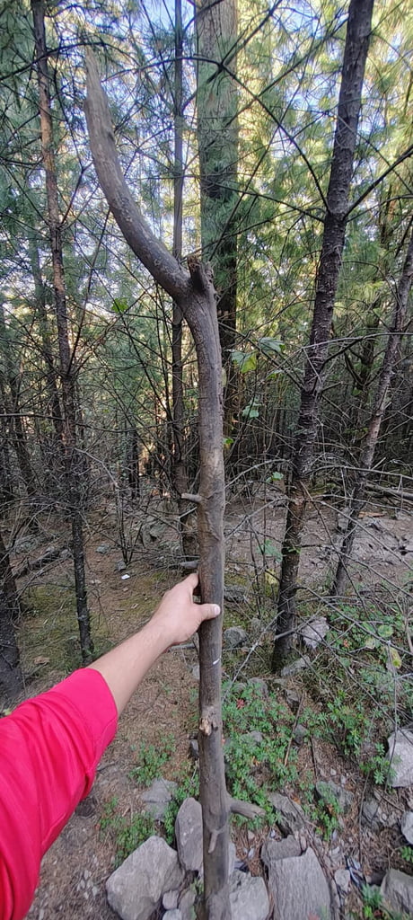 Best Funny rate my stick Memes - 9GAG