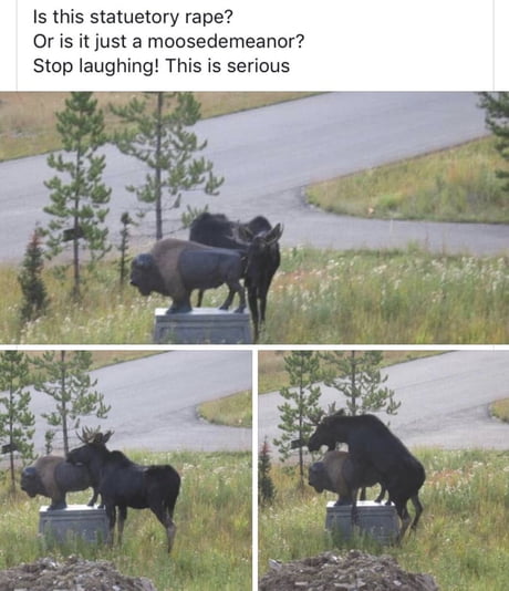 Best Funny moose Memes - 9GAG