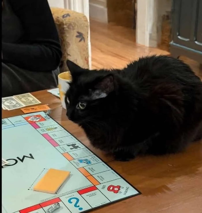 My idea of a great weekend involves playing Monopoly with my cat - 9GAG