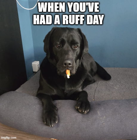 Memes Labrador
