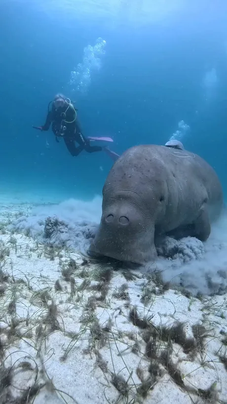 Dugong Memes