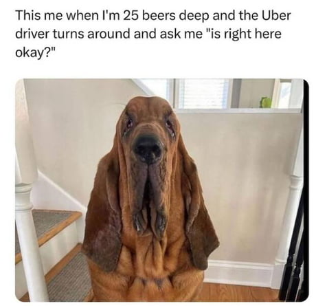 Basset Hound Memes Best Funny Basset Hound Memes 9GAG