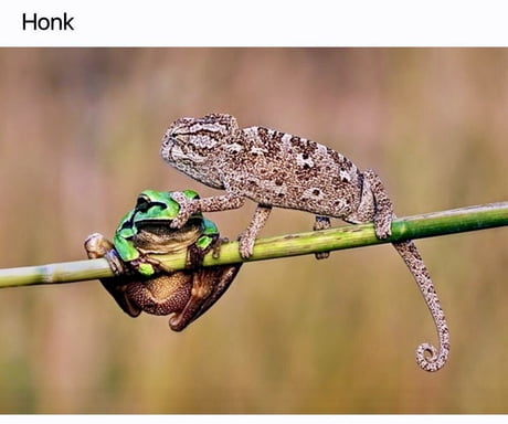 Hehehe Chameleon Memes