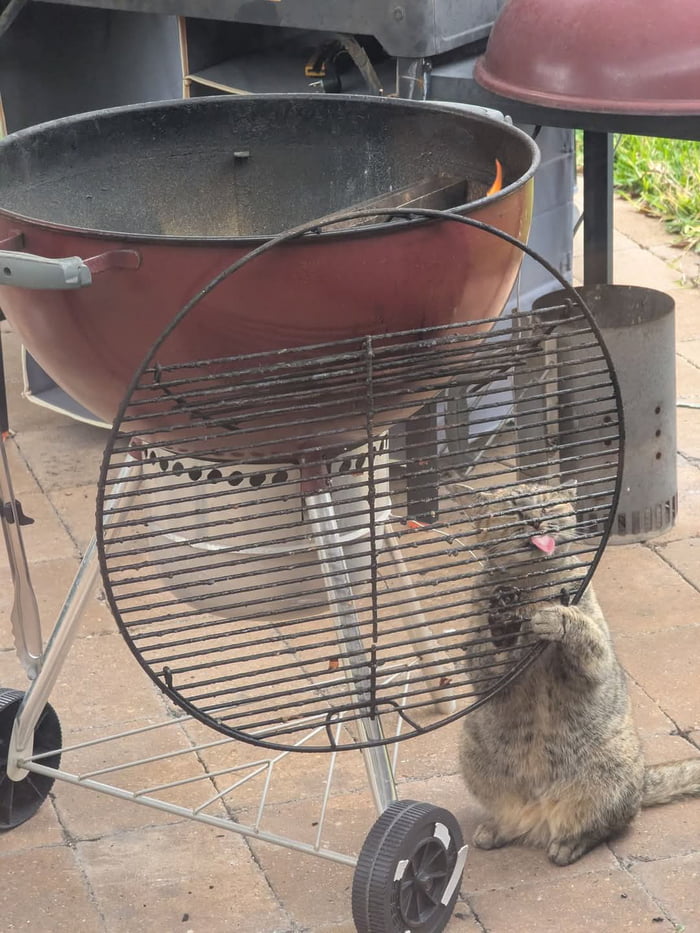 Not my cat but my grill - 9GAG
