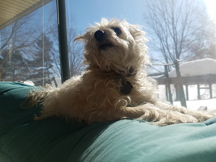 Enjoy this happy and fuzzy dog. - 9GAG