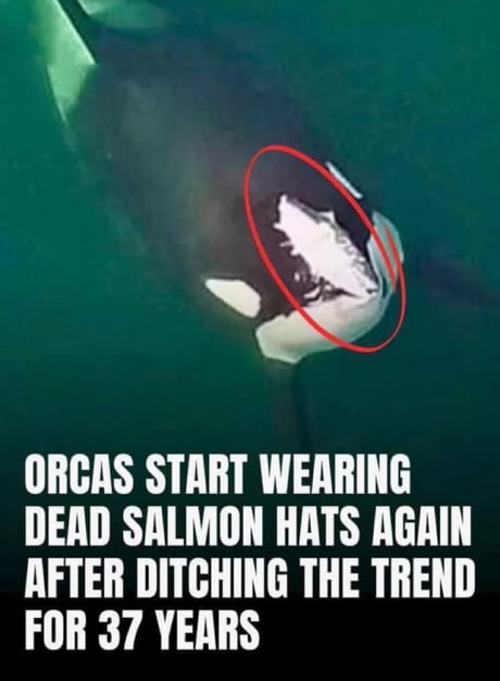 Best Funny orca Memes - 9GAG
