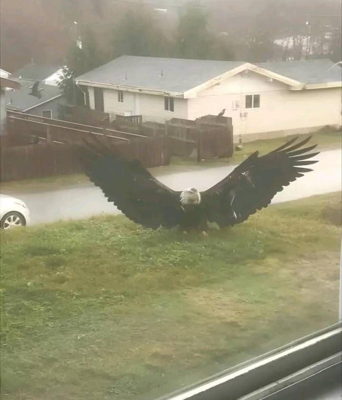 Look at the size of this absolute unit - 9GAG