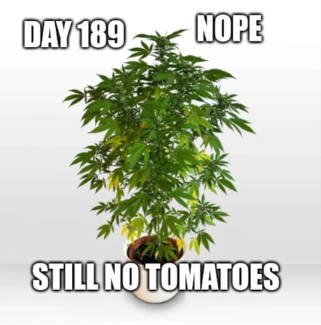 Weed Day Memes Weed Card Weed Valentine Funny Weed Card Anniversary