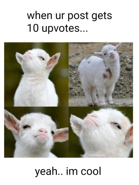 Best Funny goat Memes - 9GAG