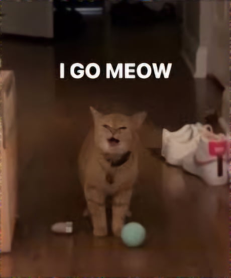 Best Funny meow Memes - 9GAG