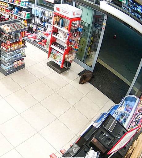 Best Funny bobr kurwa Memes - 9GAG