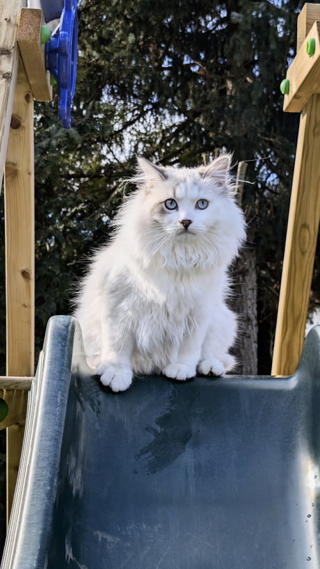 Best Funny norwegian forest cat Memes - 9GAG